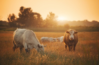 The Raw Truth About Beef – The Texas Beef Council presents